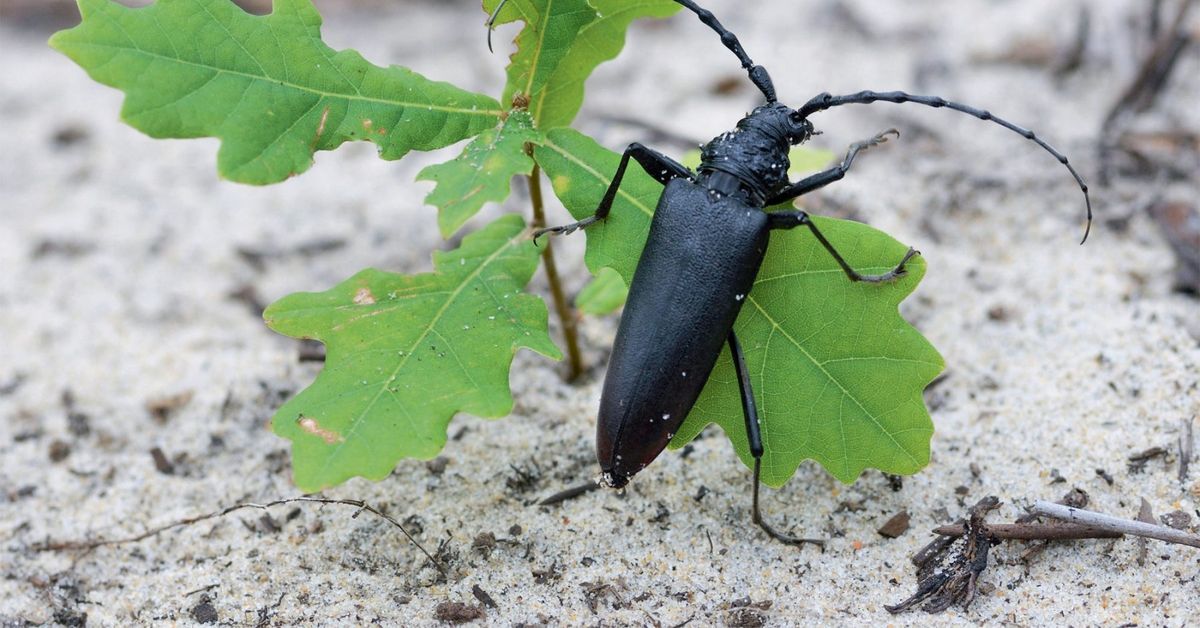 Le Grand capricorne (Cerambyx cerdo) : comprendre, diagnostiquer, agir